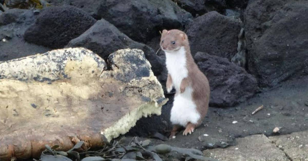 Eindelijk op de foto: wezel bij de Oosterschelde ‘is eens wat anders ...