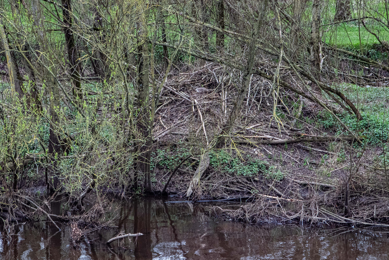 Inspecteur ziet bever langs IJssel oprukken en dijken verzwakken ...