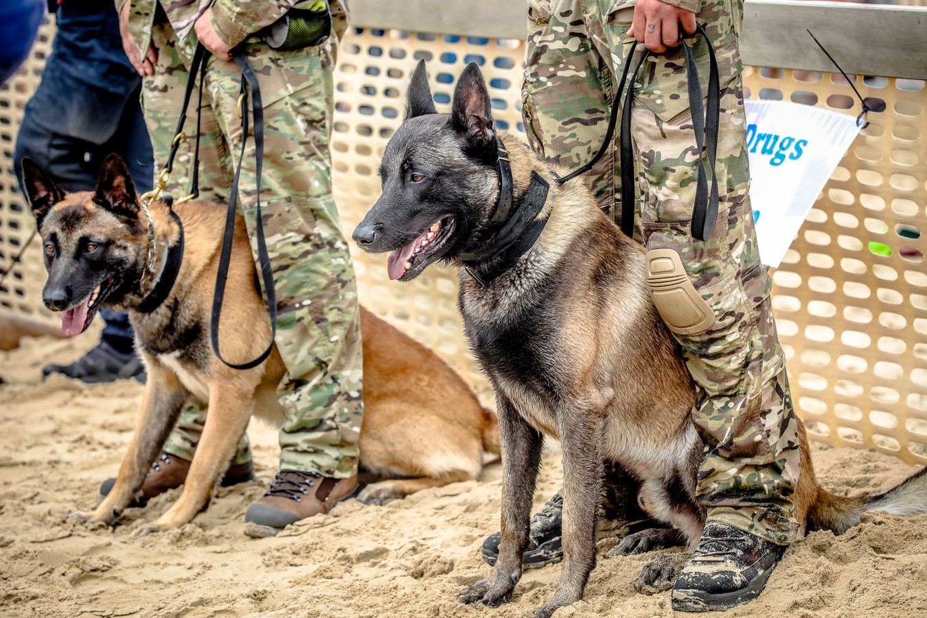 Hond en politie tonen hun samenwerking op het strand in Koksijde: “Onze ...