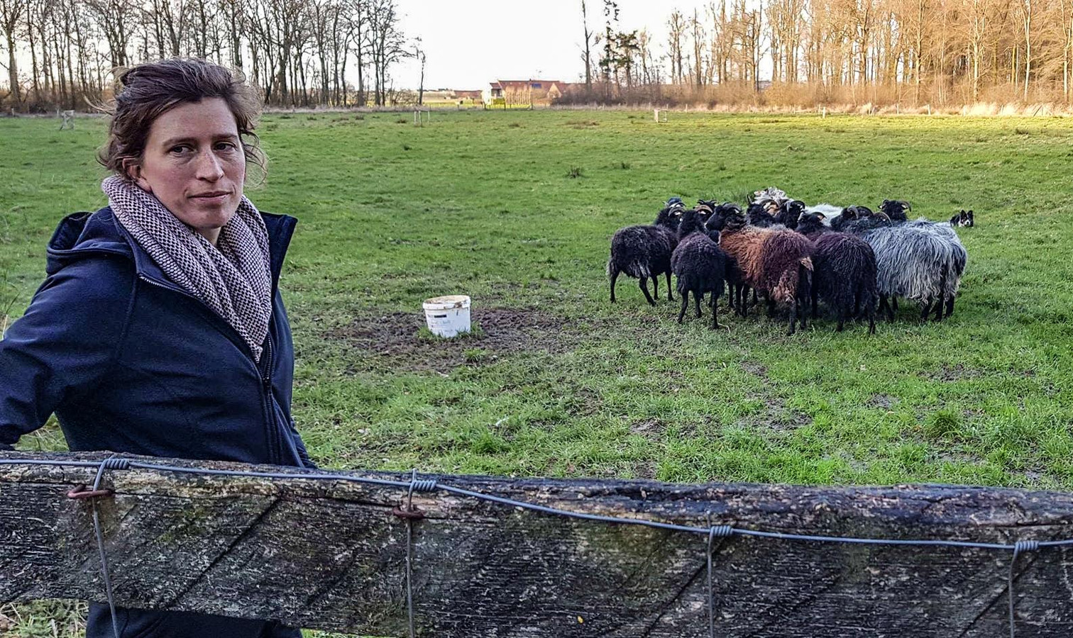 Zo kan je ook aan bosbeheer doen: schapen grazen heide af in Ieperse ...