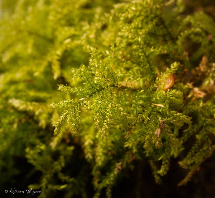 Zo mooi kan de Aalsterse natuur zijn: fotografe Katrien zoomt in op de ...
