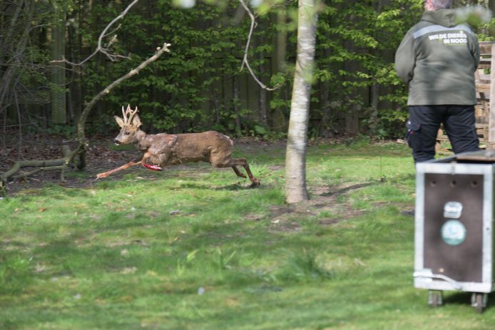 Jong hert met gebroken poot belandt in achtertuin Kontichs gezin ...