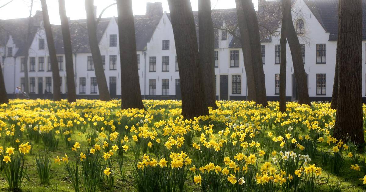 Daar is de lente, daar zijn de bloemen | Brugge | hln.be Daar is de lente, daar zijn de bloemen | Brugge | hln.be
