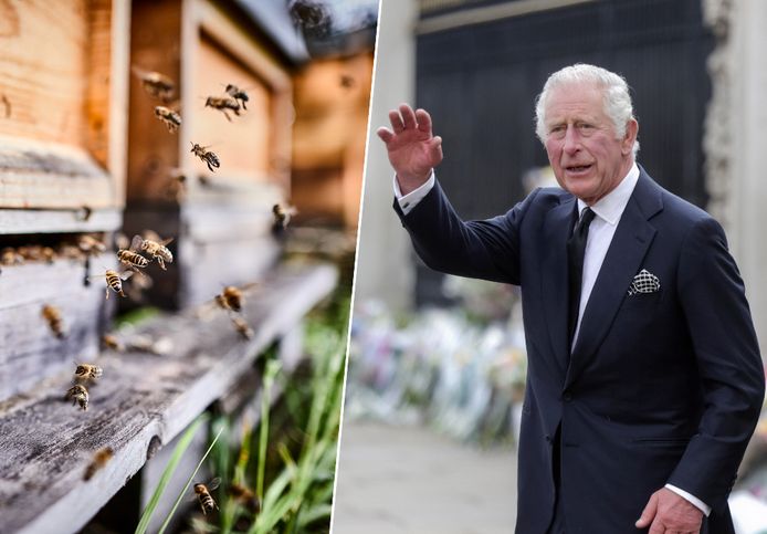 Eeuwenoude Britse traditie uit bijgeloof: imker laat aan koninklijke ...
