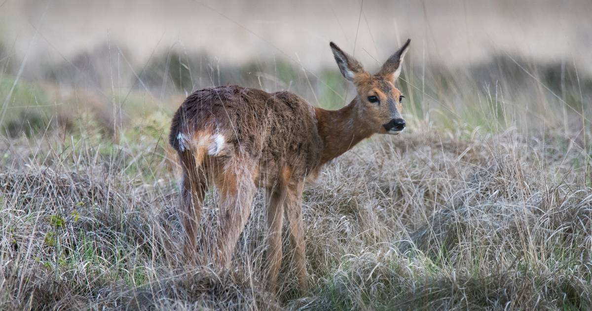 Poep- en geurspoor verraadt schuilplaats van ree in Dal van de Mosbeek ...