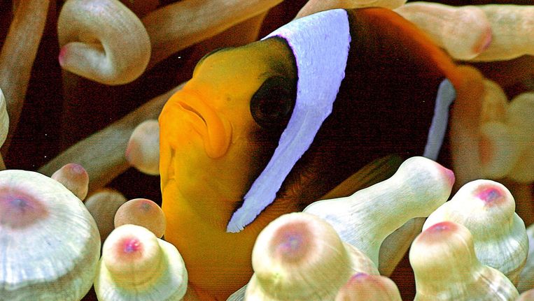 Nemo doof door zuur water in oceaan | Het Parool
