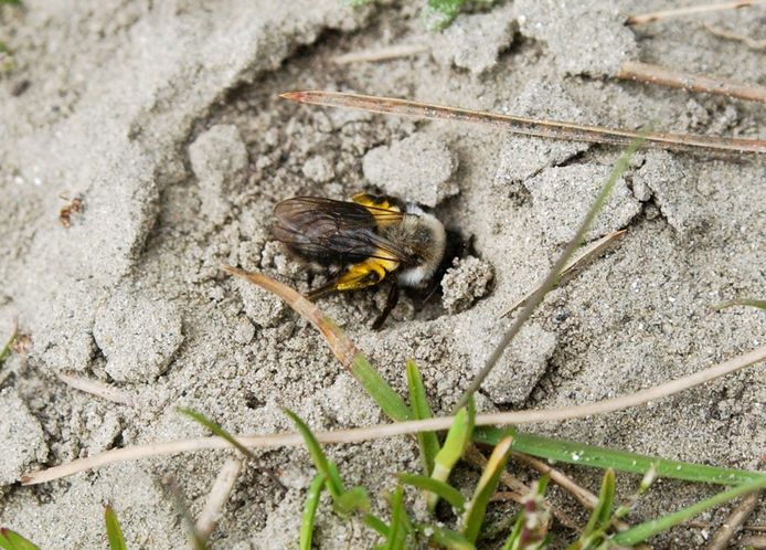 Binnenkort leefgebied voor zeldzame graafbijen: ‘Vrijwilligers ...