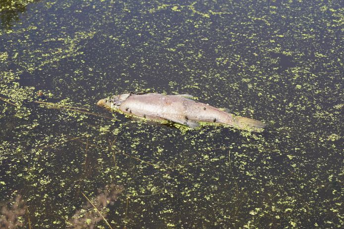 Steeds weer dode vissen in het water: hoe kan dat, en kan het voorkomen ...