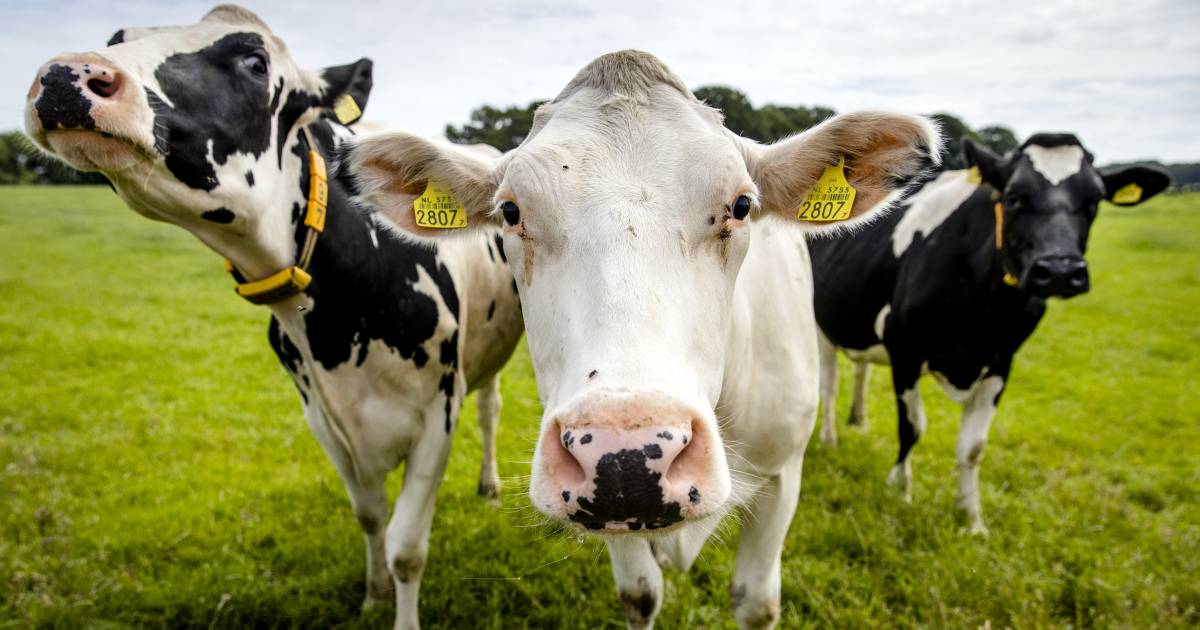 Taalkundige onderzocht de taal van de koe: ‘Koeien zijn net zo sociaal ...