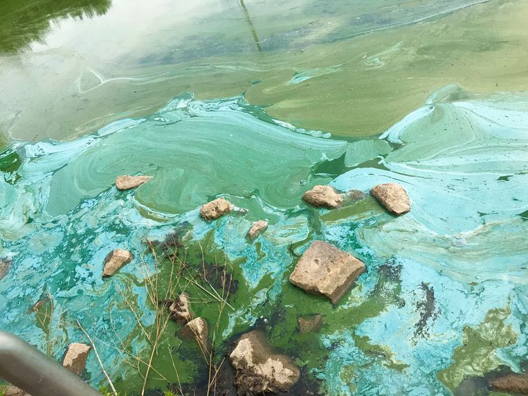 Blauwalg aangetroffen in zwemlocaties Amsterdamse Bos en Twiske