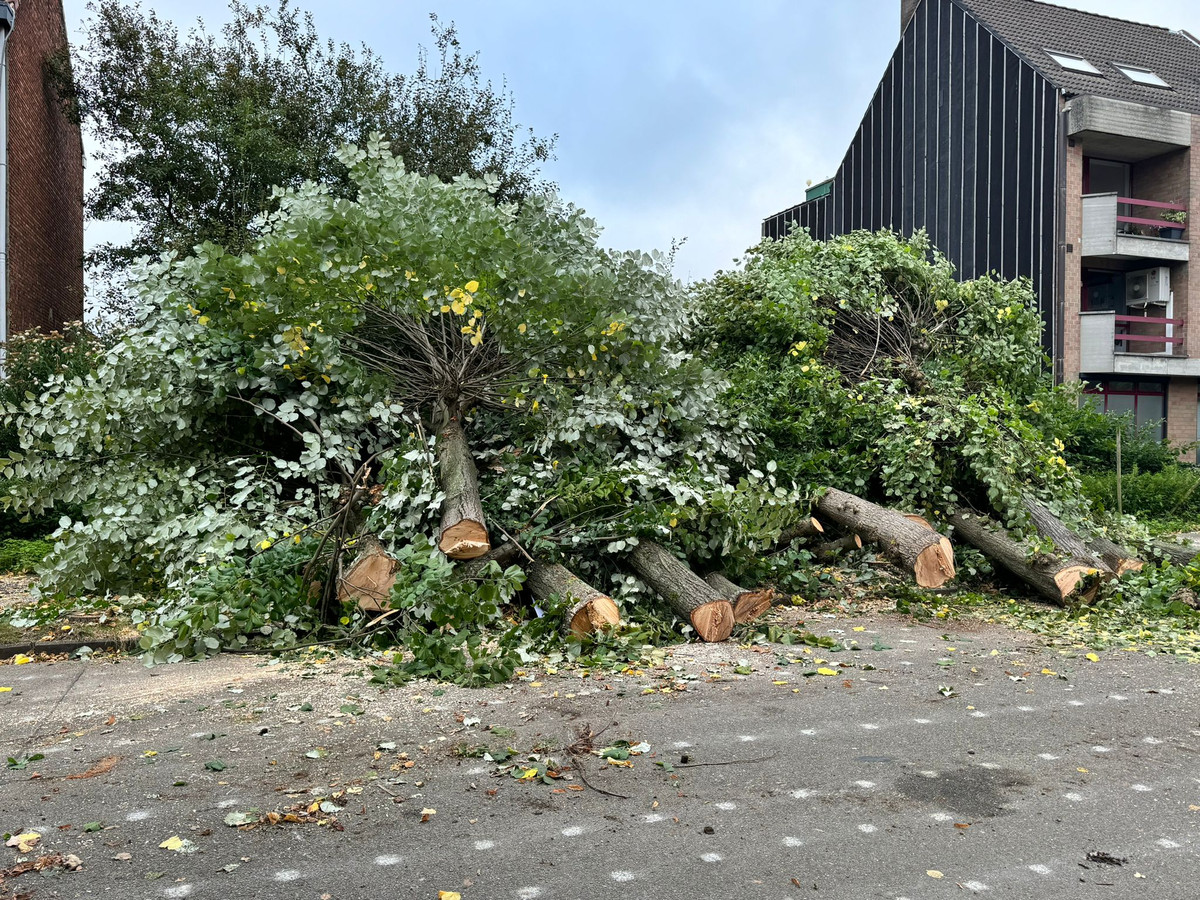 43 bomen van 100 jaar oud gekapt, ondanks vastgeketende buren: “Alsof ...