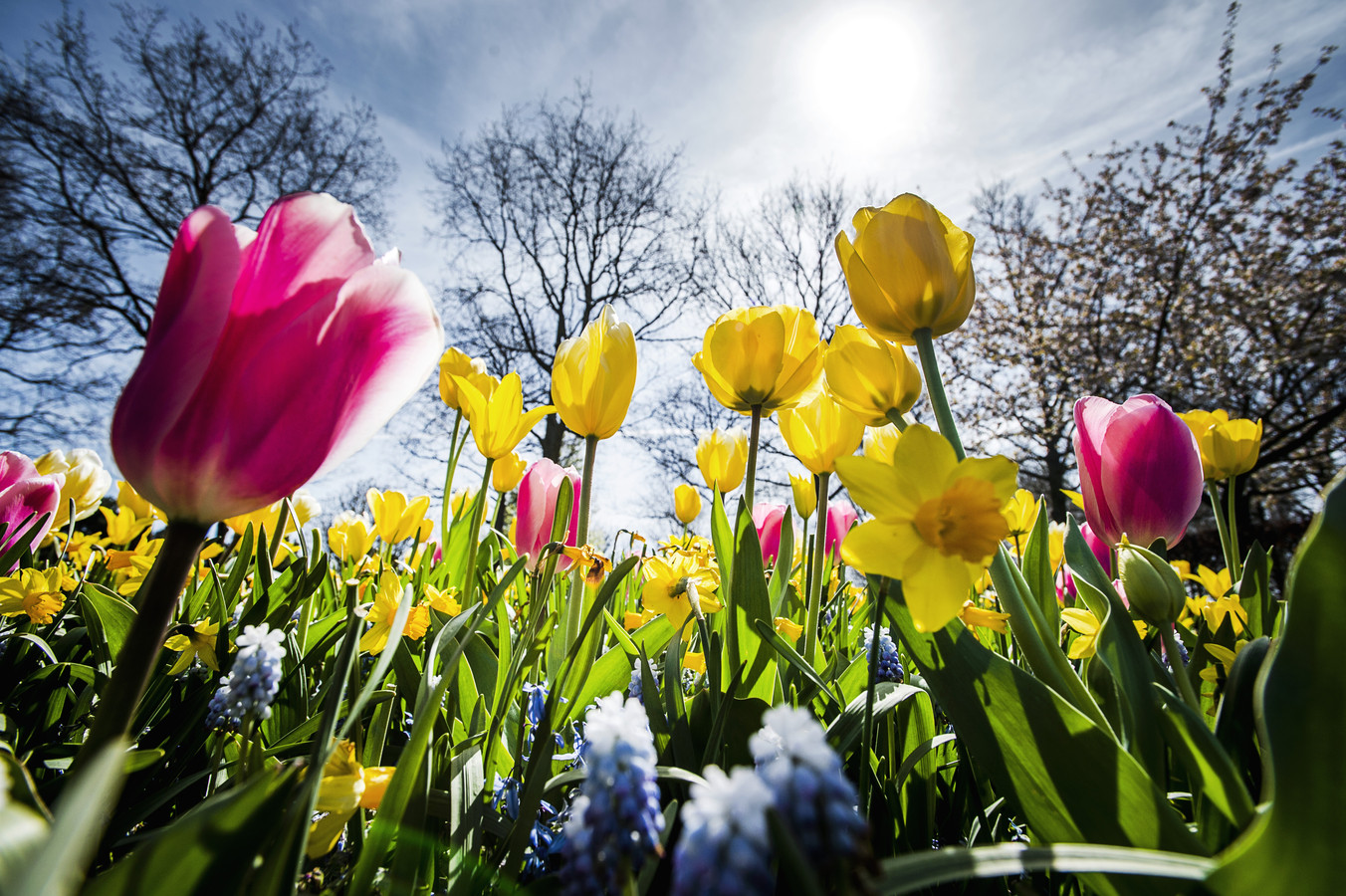 Start van de lente: wat weet jij van het seizoen? | Foto | AD.nl