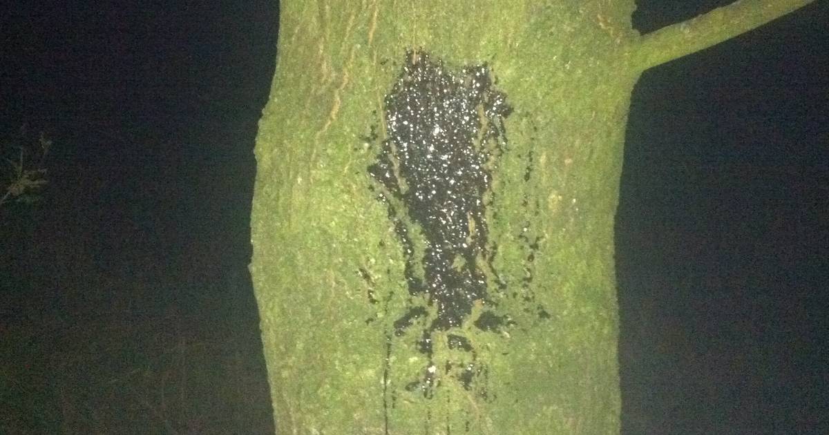 Natuurproject HoWaBo voor Vlijmens Ven, Moerputten en Bossche Broek ...