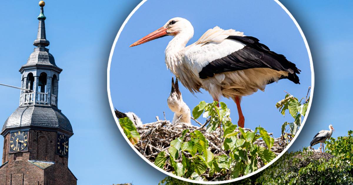 Van uitgestorven tot overlast: ‘Prachtige beesten die de boel hier in ...