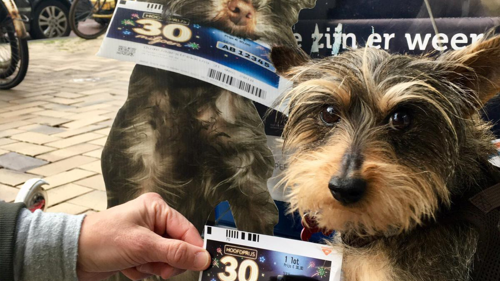 Van de dood geredde Penny is dé Frekkel van Nederland: ‘Ze is zo mooi ...