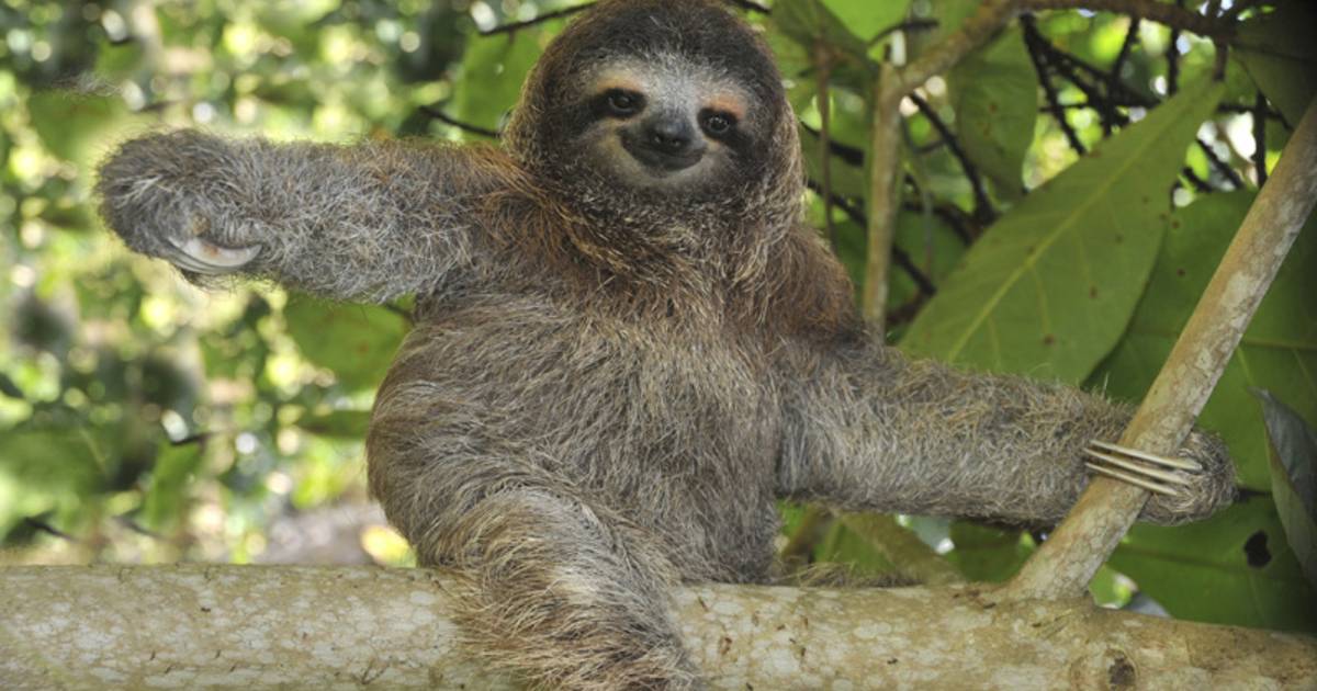 Luiaard veelbelovend voor geneesmiddelen | Dieren | hln.be