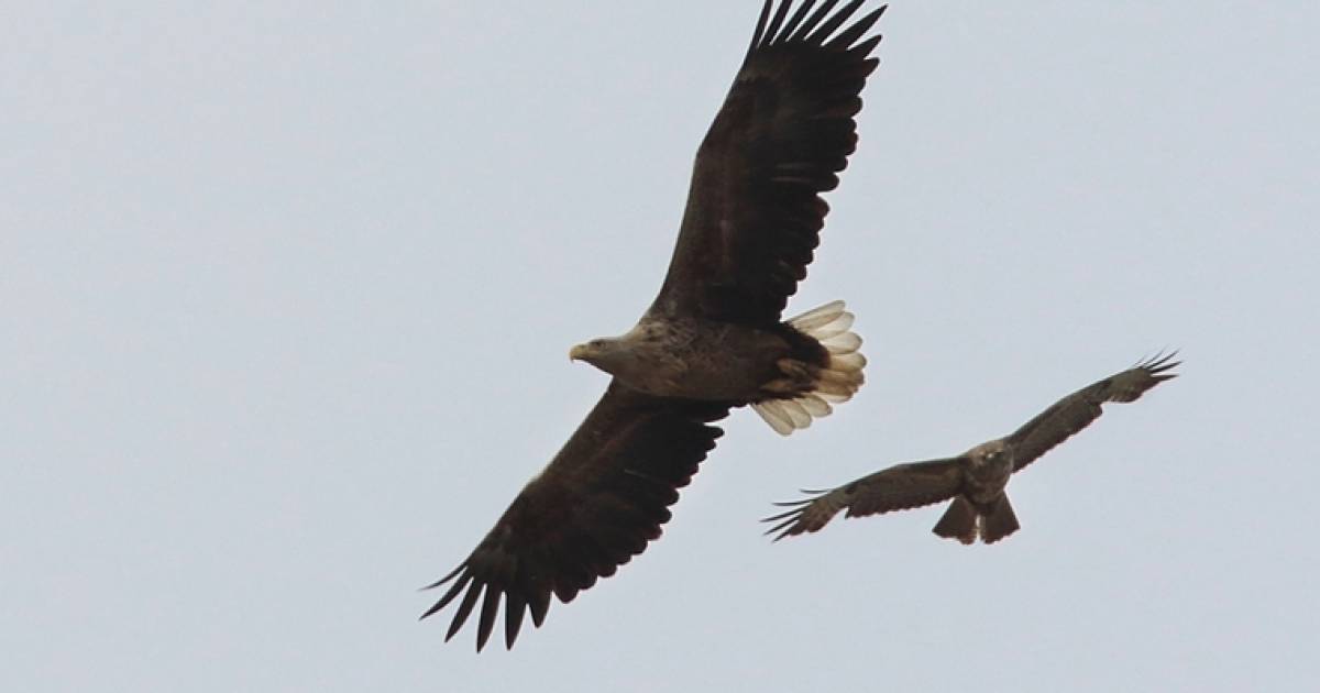Boswachters van de Biesbosch lokken zeearenden met dode ree | Dordrecht ...