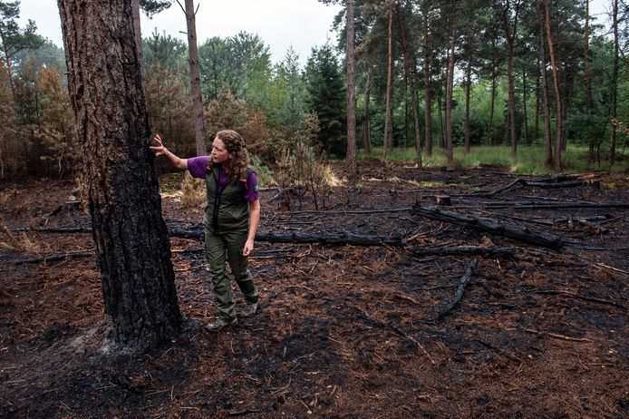 Hoe verwoestend is een bosbrand? ‘De natuur kan wel tegen een stootje ...