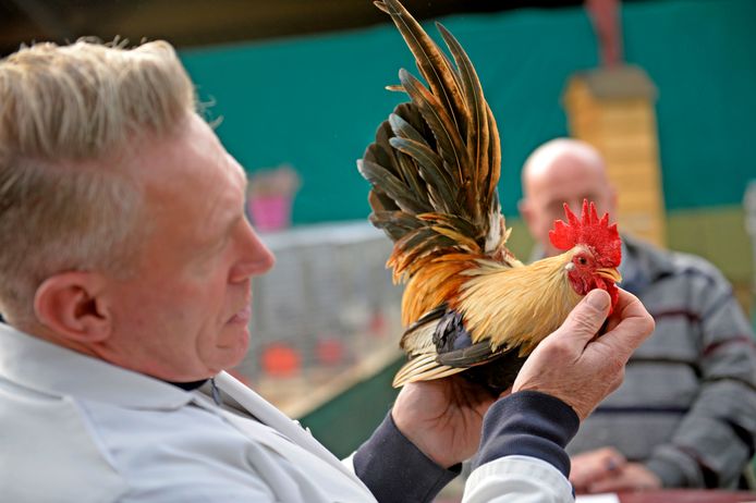 Grenslandshow in Vriezenveen gaat ondanks tegenvallers gewoon door ...