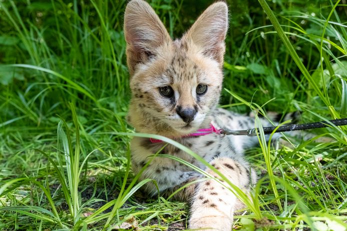 Geneyro zag een serval op TikTok en heeft er nu een als huisdier: ‘Dat ...
