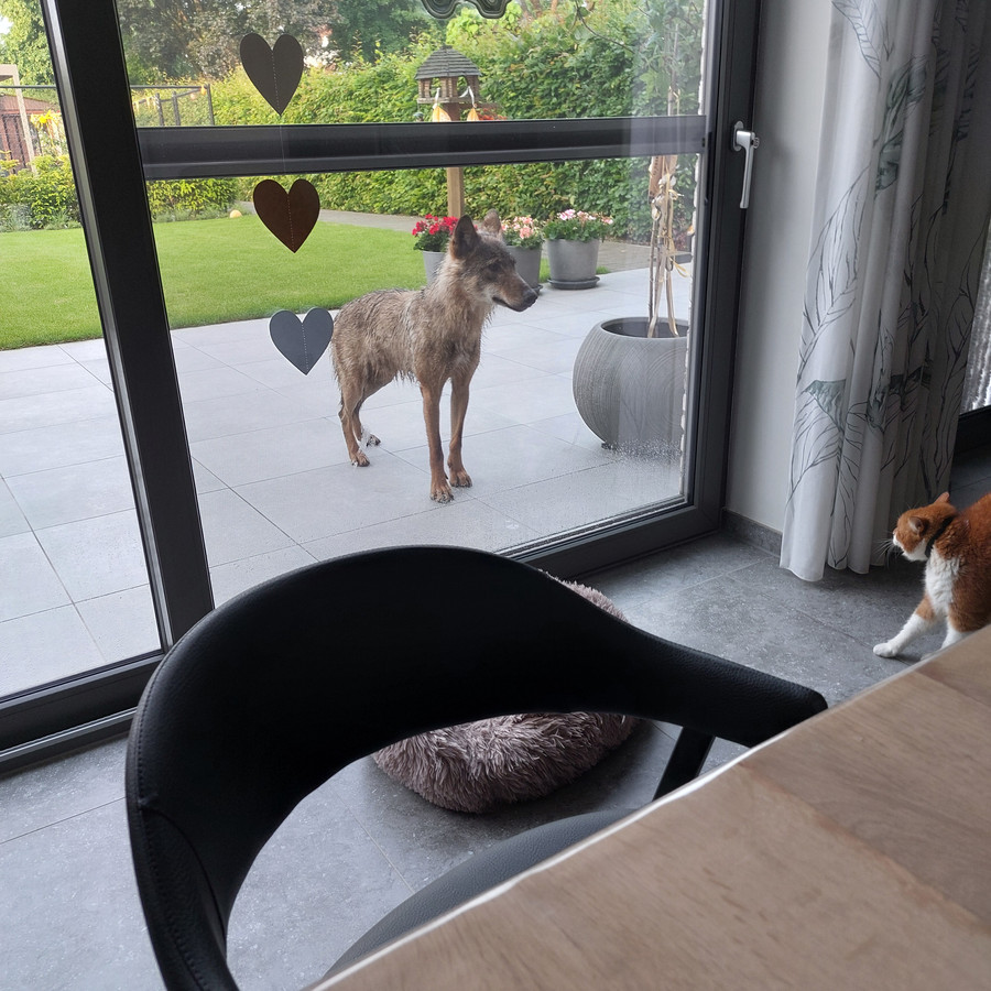 Nu twee wolven wel heel dichtbij kwamen: klopt het dat ze steeds minder ...