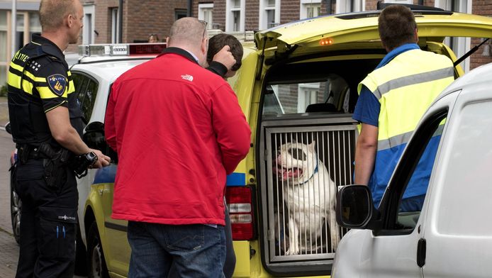 Twee loslopende 'vechthonden' zorgen voor paniek in De Meern | Utrecht ...