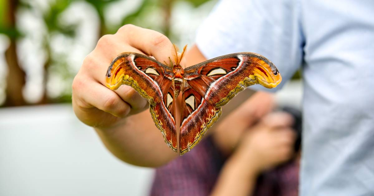 Tot 30 cm spanwijdte: grootste vlinder ter wereld in Knokke-Heist ...