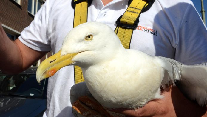 Meeuw in duikvlucht eindigt klem tussen daken | Binnenland | AD.nl