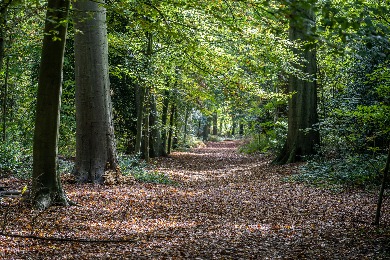 Groen hekelt "belemmering ambitieuze natuurbescherming" door Vlaamse ...