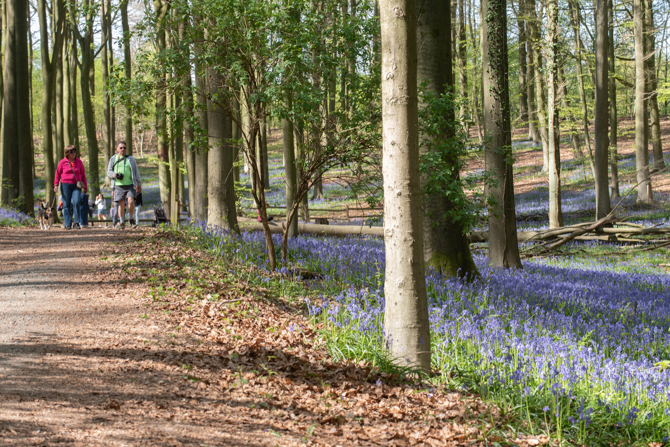 Genieten van de pracht van blauwe boshyacinten in het Brakelbos | Foto ...