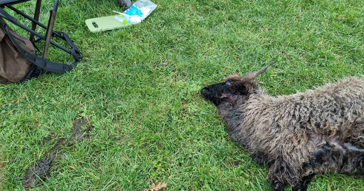 Wolf bijt schapen-zusjes dood in Achterhoek: ‘Ons blinde schaap is van ...