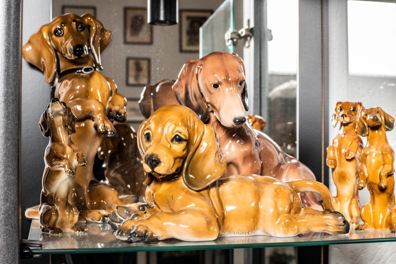 3000 teckels zoeken een nieuw baasje; wie ze wil hebben, kan zich bij ...