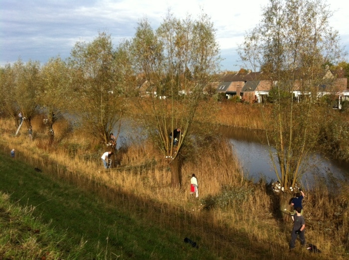 Wilgen knotten tijdens Natuurwerkdag in Arnhem | Foto | AD.nl