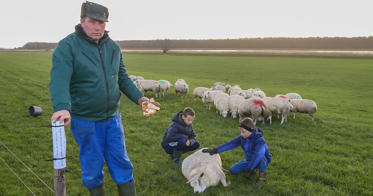Veehouder Johan (52) waarschuwt na dood schaap in Vollenhove: ‘Gooi ...