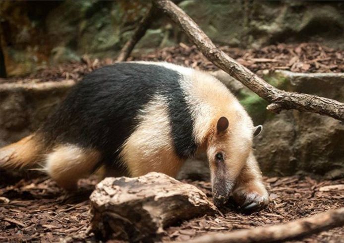 Chico, eén van de oudste miereneters ter wereld, overleden in Antwerpse ...