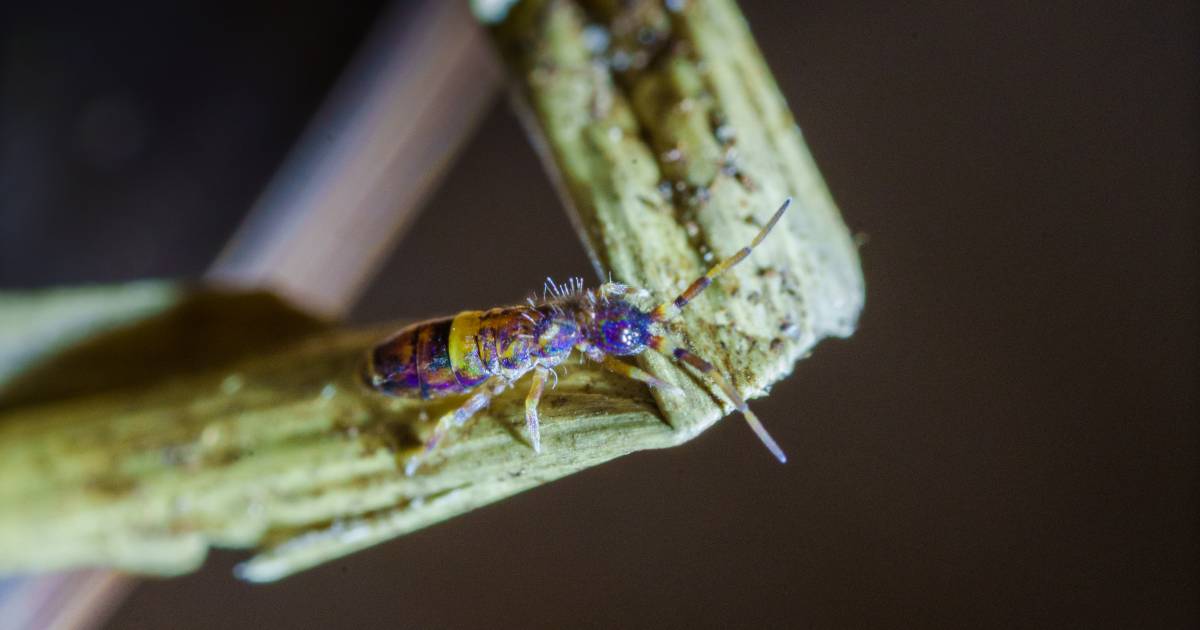 Mythische verborgen beestjes: als je iets kleins weg ziet springen, is ...
