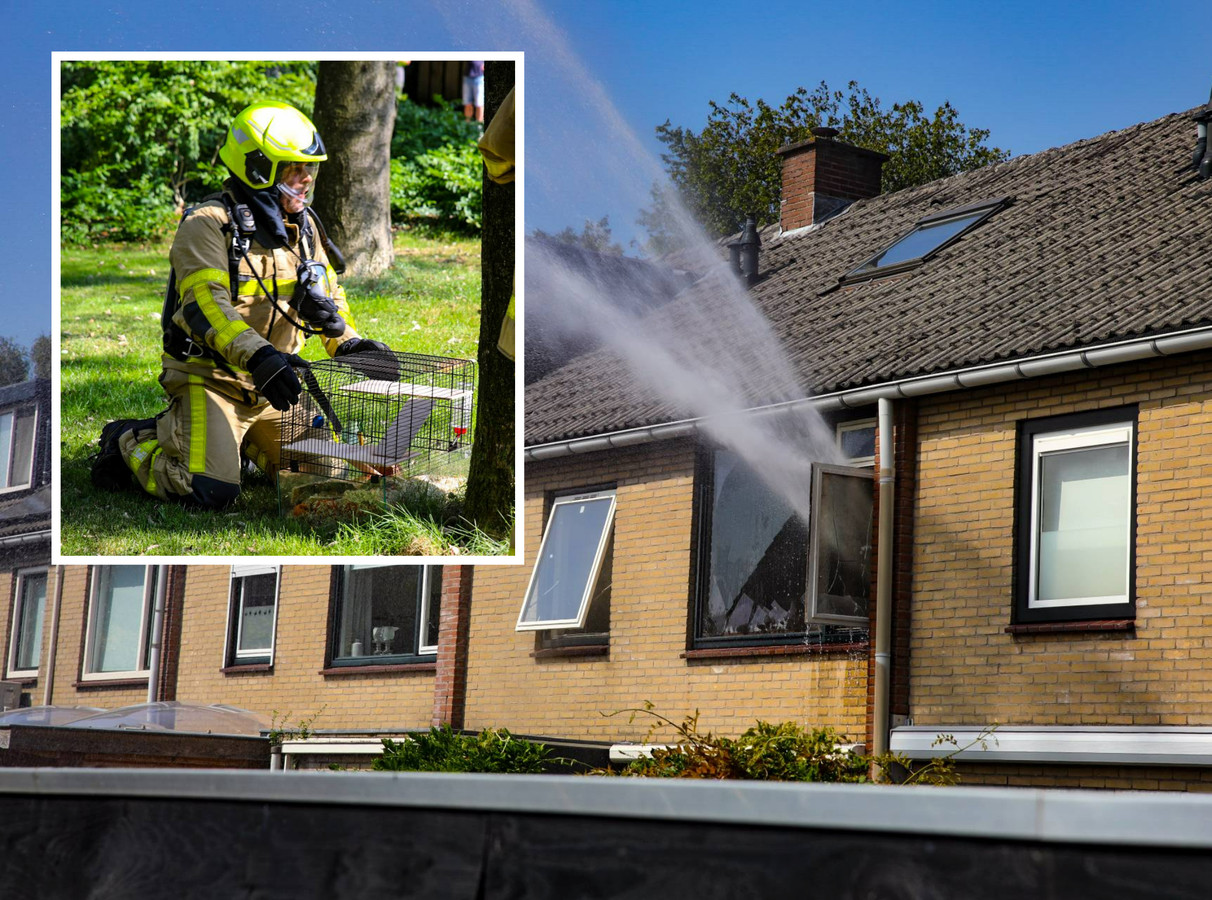 Brandweer redt kat en cavia uit brandende woning Beekbergen | Foto | AD.nl