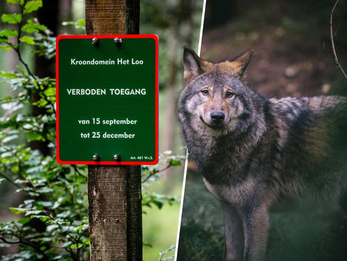Rustig najaar voor jagers: wolf neemt steeds grotere hap uit wild op ...