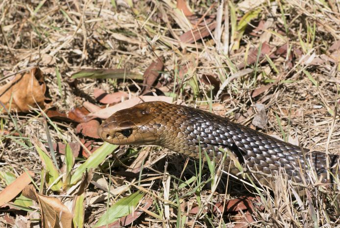 Dodelijk slangengif redt levens | Wetenschap | AD.nl