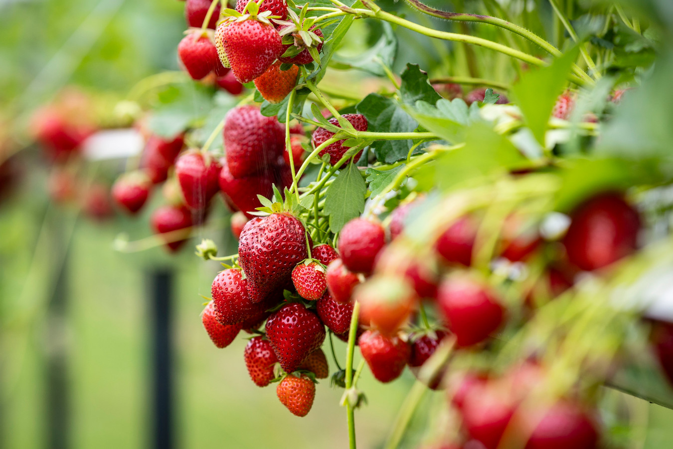 Steeds meer landbouwgif op aardbeien: zo gevaarlijk zijn die middelen ...