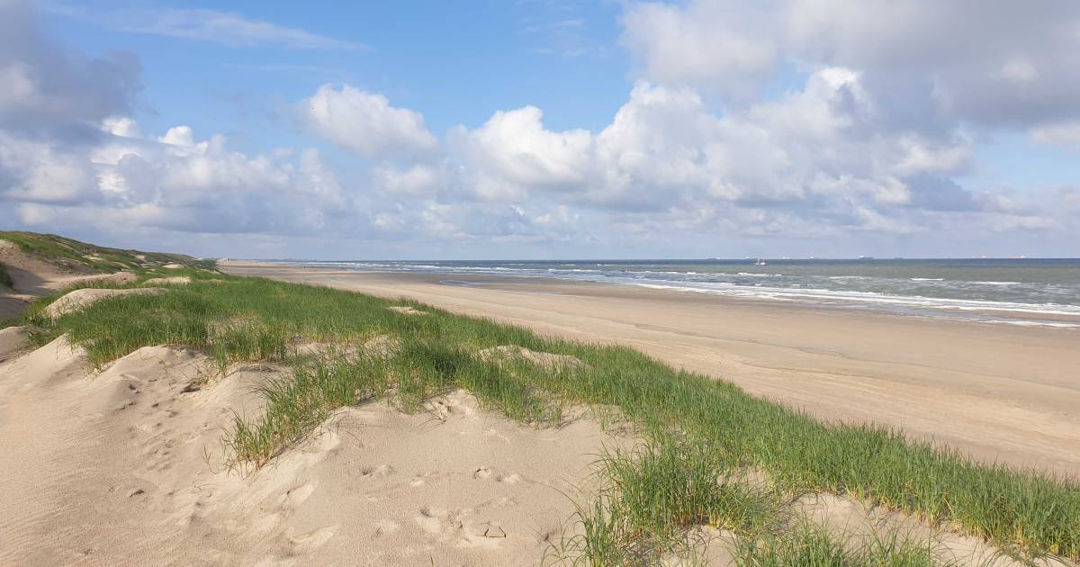 Nederland gaat schelpen tellen op het strand | Leiden | AD.nl
