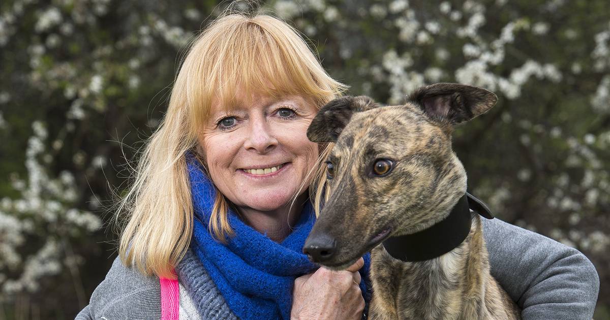 Linda De Ridder redt windhonden in Engeland | Story | hln.be