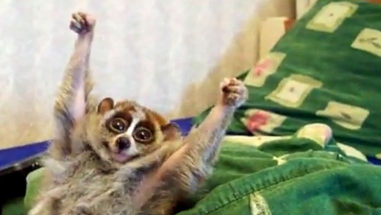 13 grappigste dierenfilmpjes ooit - en Martin Gaus geeft commentaar