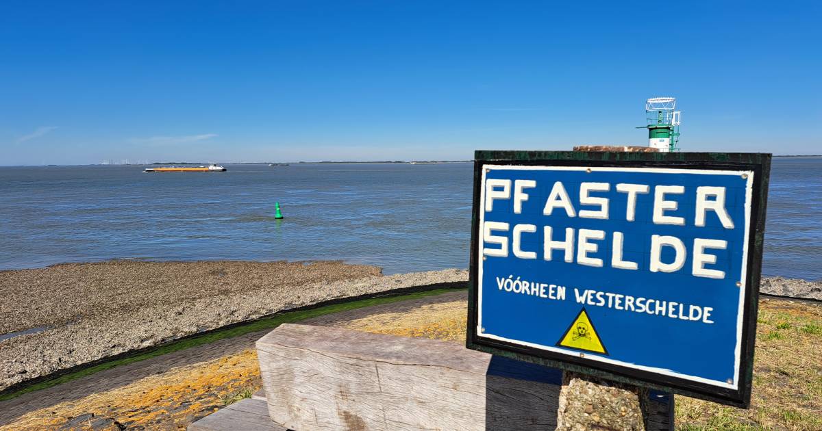 PFAS-vervuiling in meer vis en schaaldieren in de Westerschelde ...