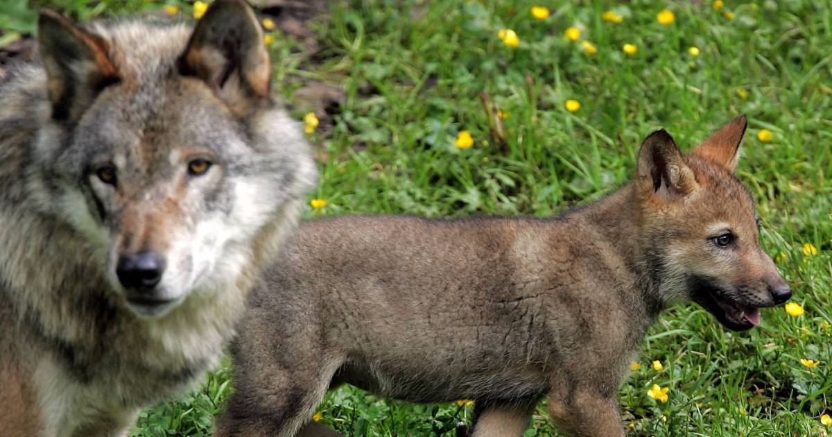 Drenthe heeft minimaal tien jonge wolven in de provincie | Midden ...
