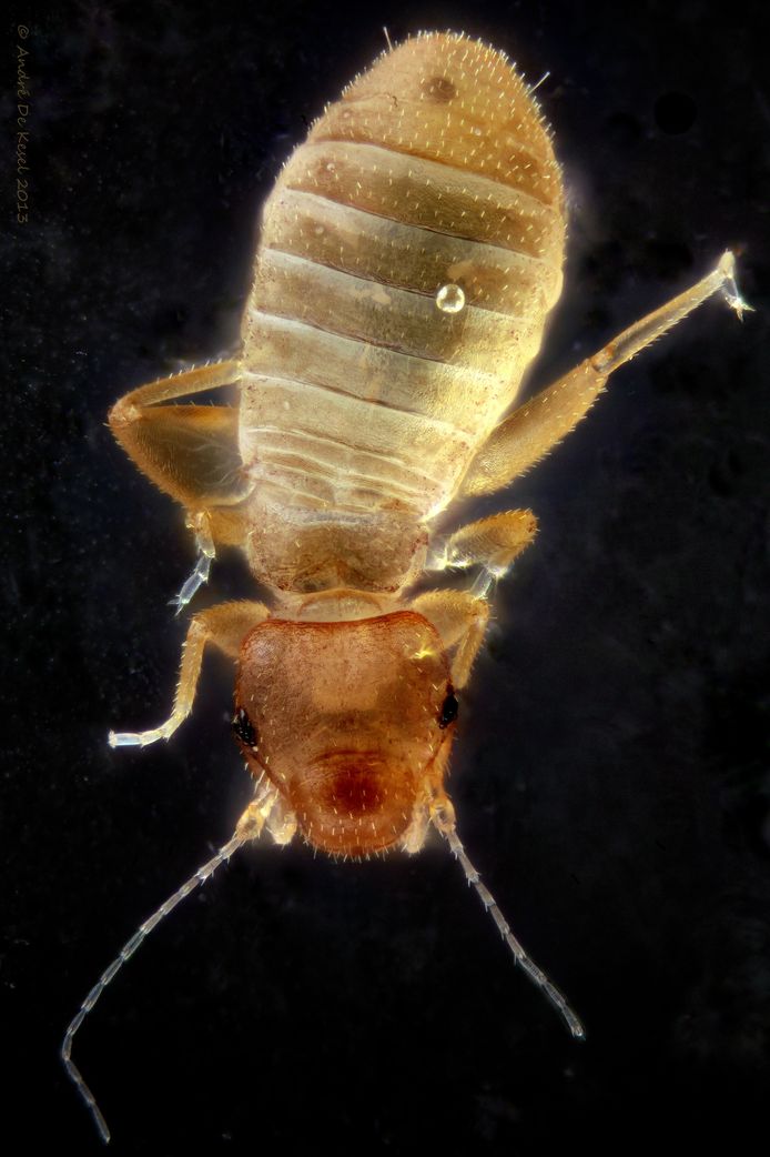 Een meelmot kan wel 500 eitjes leggen, met deze maatregelen verwijder ...