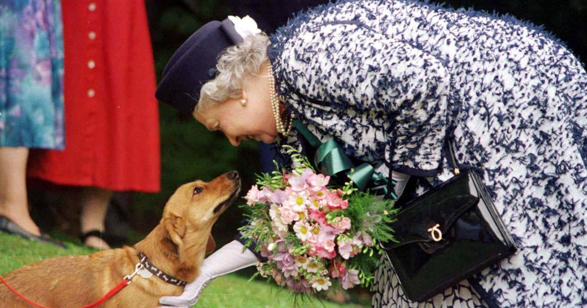 Queen Elizabeth haalt op haar 94ste dan toch nog twee hondjes in huis ...