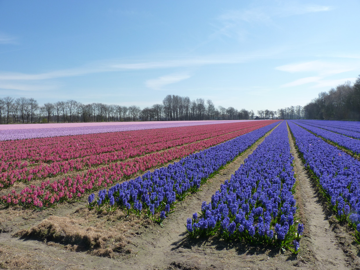 Is de Keukenhof te druk? Dan is wandelen langs de bollenvelden een ...