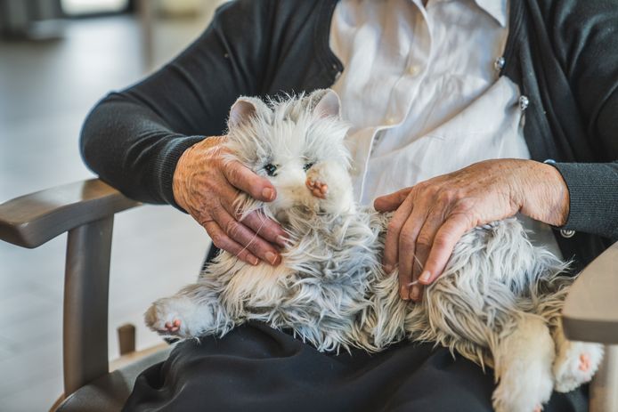 Gents rusthuis heeft cavia, konijn en... twee robotkatten: “Ze spinnen ...