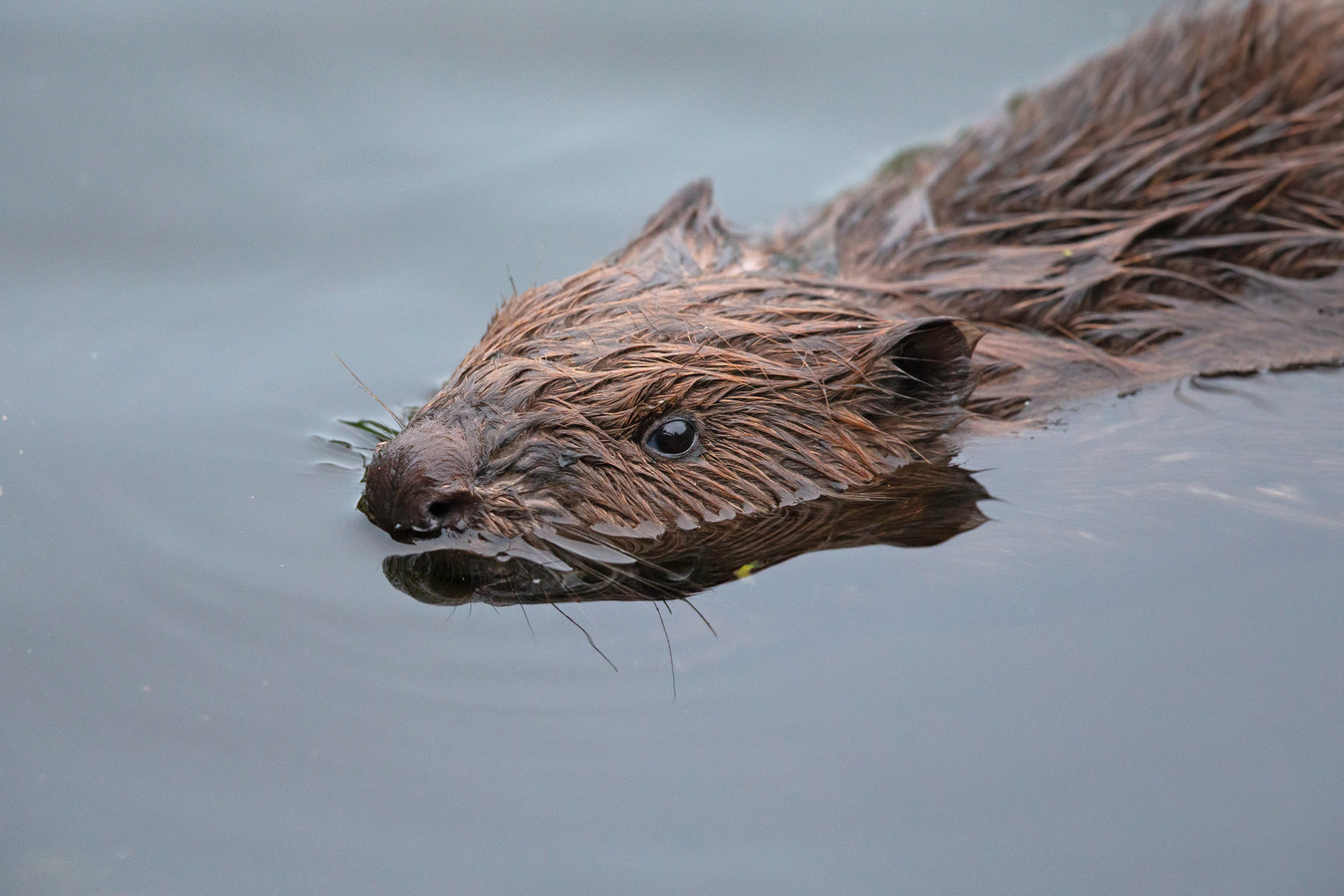 Steeds meer bevers in Flevoland: de bever laat zich ook zien in de stad ...